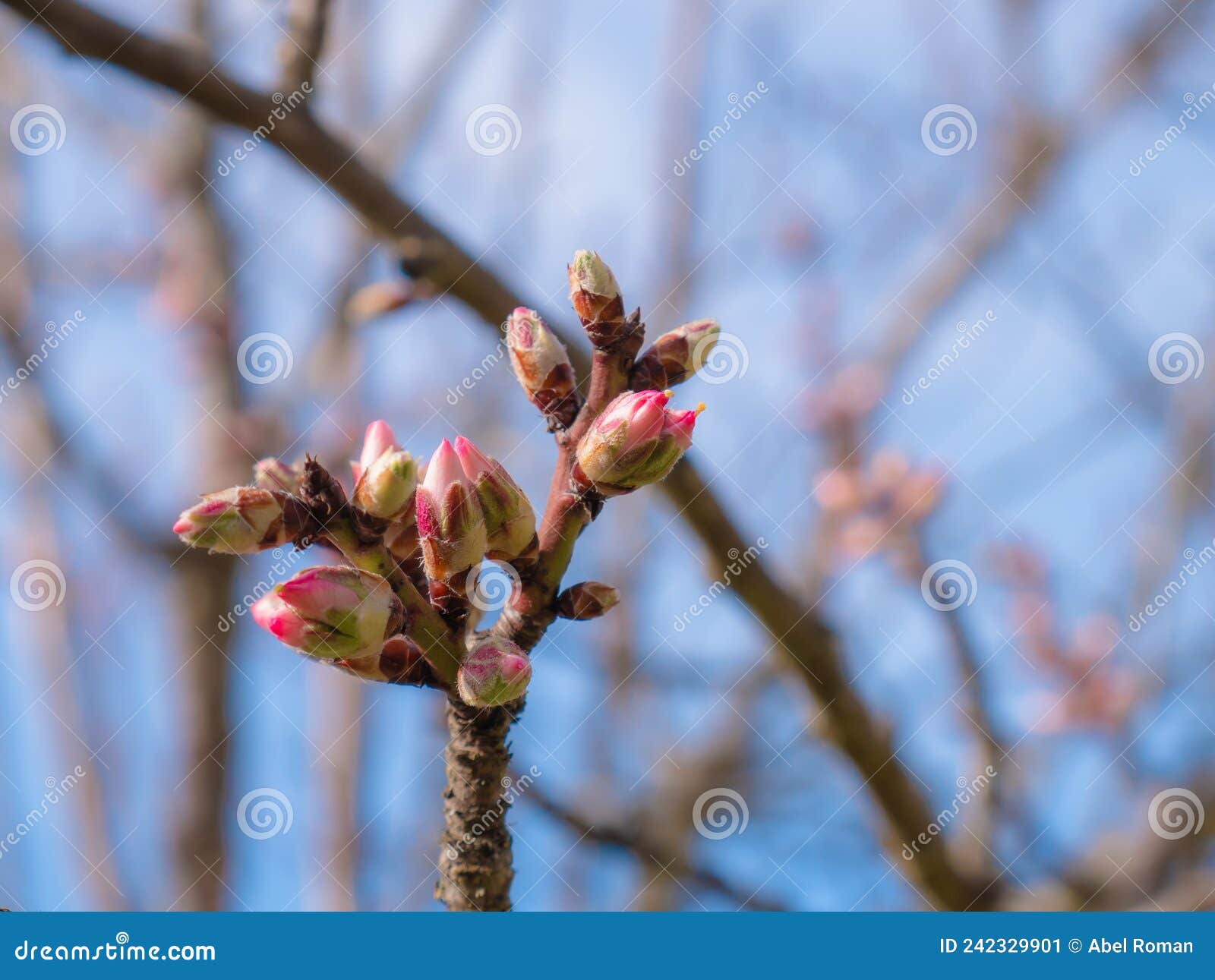 The First Buds of an Almond Tree Prunus Dulcis Begin To Open on the ...