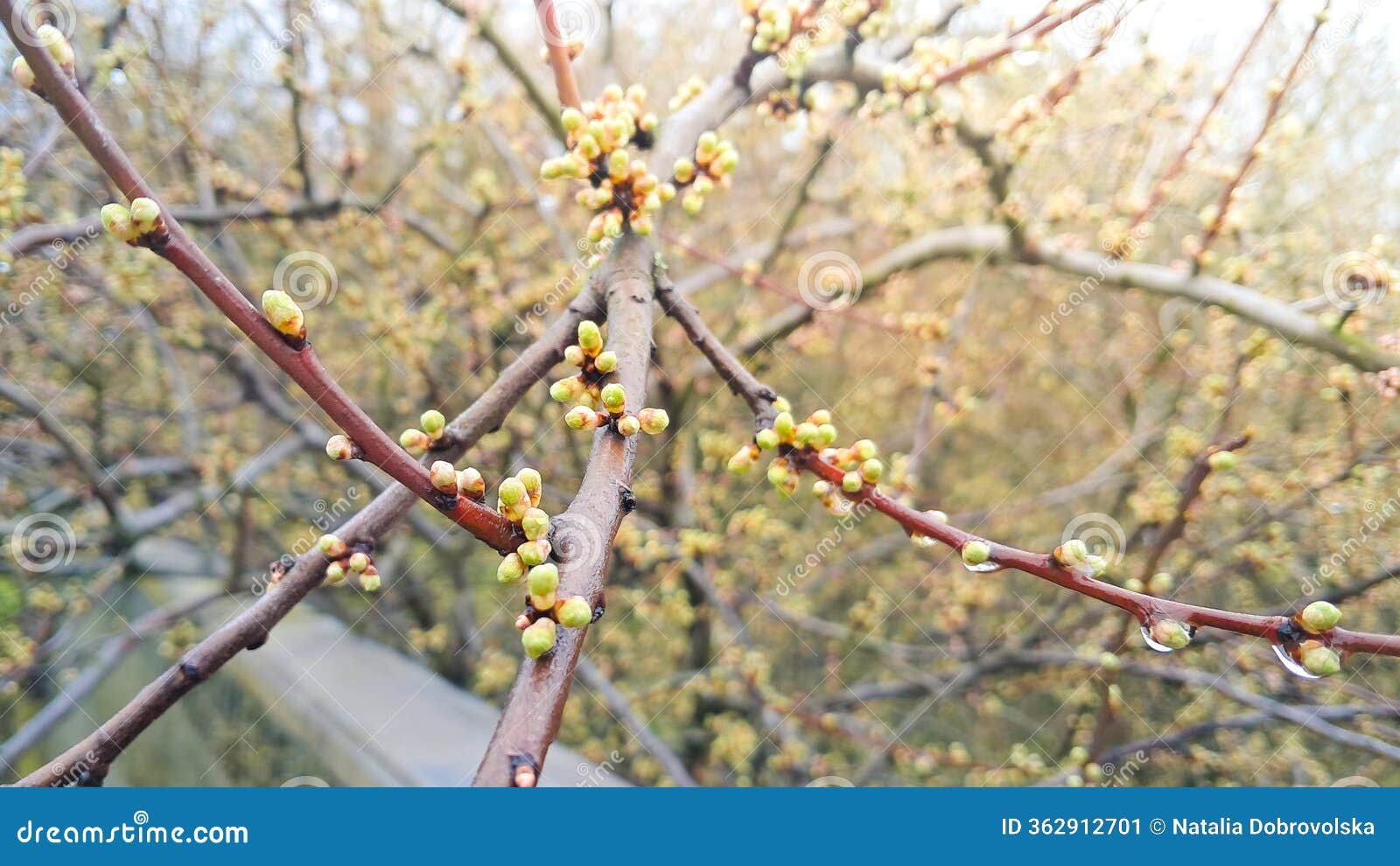 First Buds Appearing on Tree Branches, Marking the Beginning of Spring ...