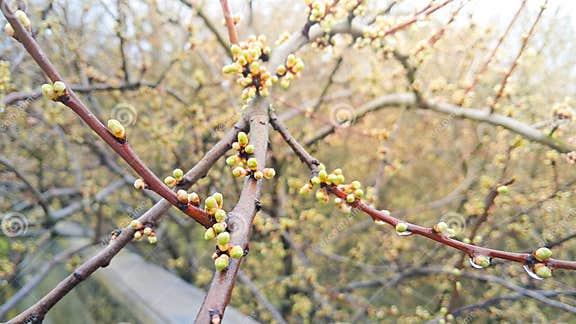 First Buds Appearing on Tree Branches, Marking the Beginning of Spring ...