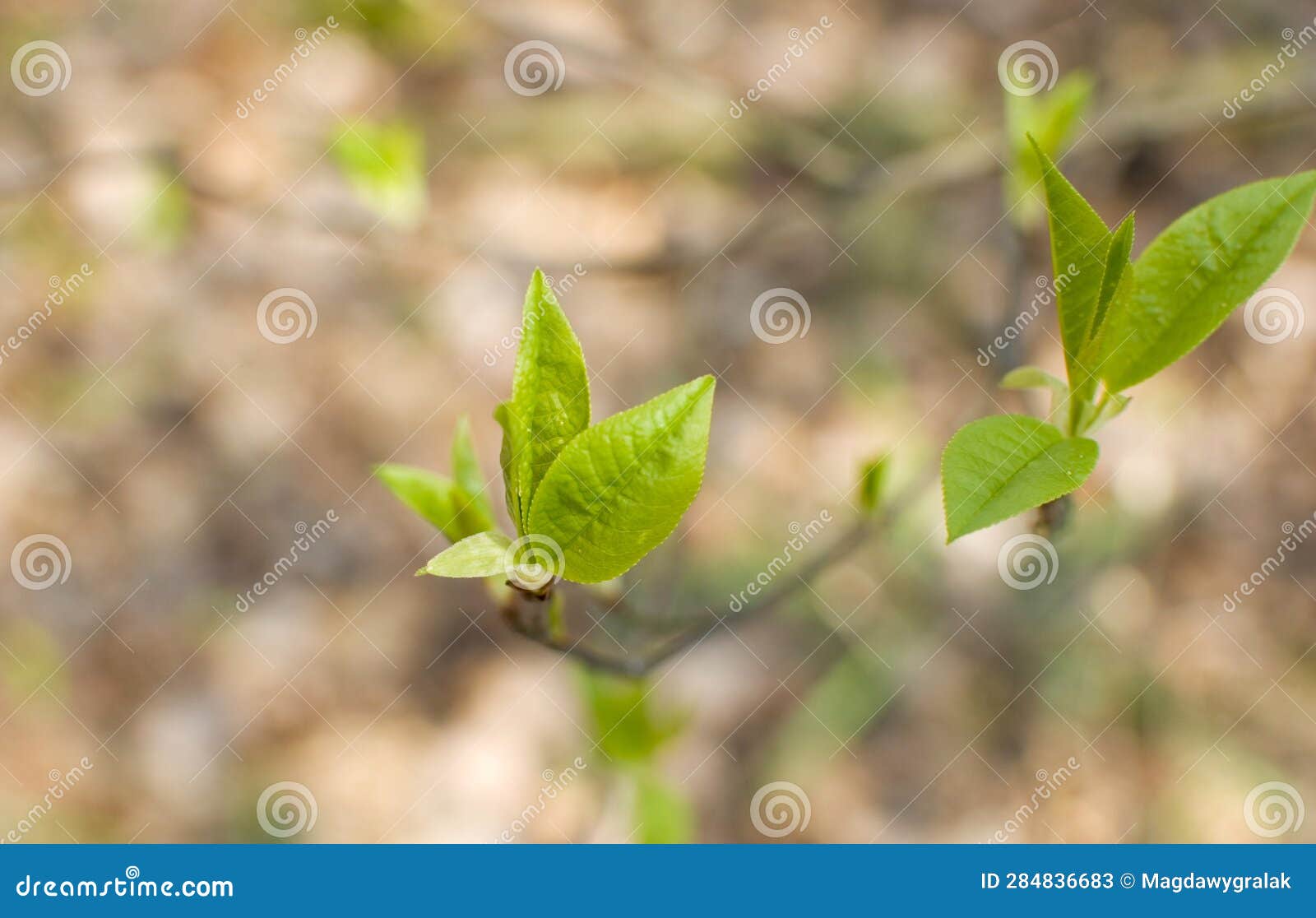 First buds on the branches stock image. Image of soft - 284836683
