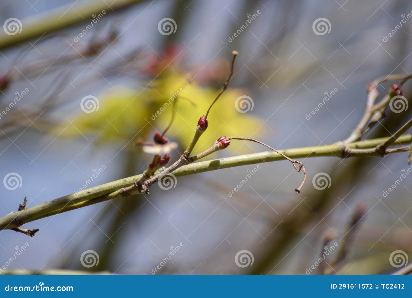 First Buds on the Branches of a Tree in Spring Stock Photo - Image of ...