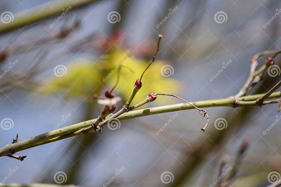 First Buds on the Branches of a Tree in Spring Stock Photo - Image of ...