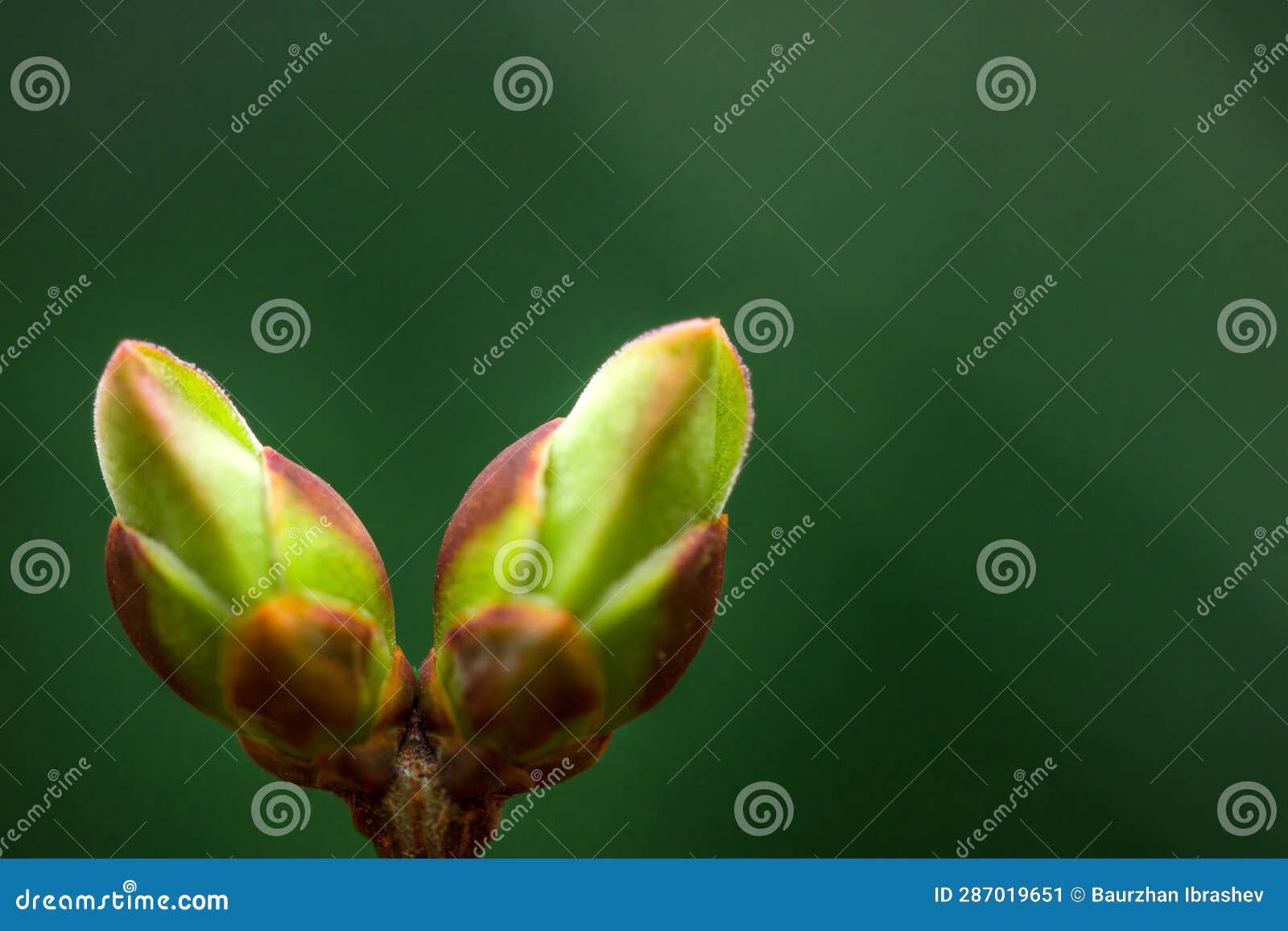 First Buds on a Bush on a Dark Green Background Stock Image - Image of ...