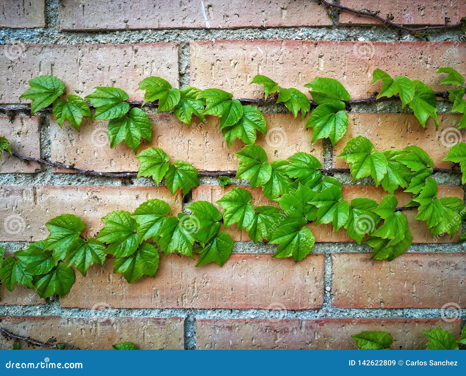 First Buds of Leaves in Spring on a Brick Wall Stock Image - Image of ...