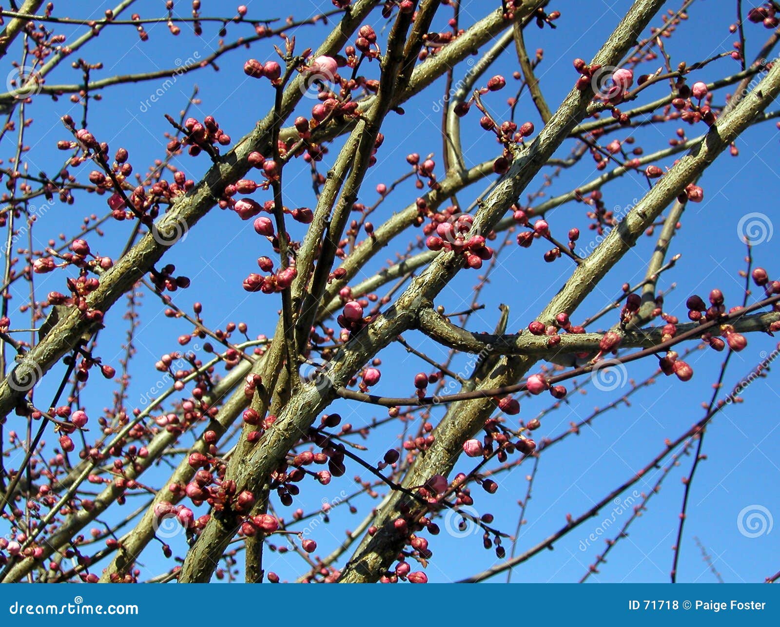 First Buds of Spring stock photo. Image of pink, flowering - 71718