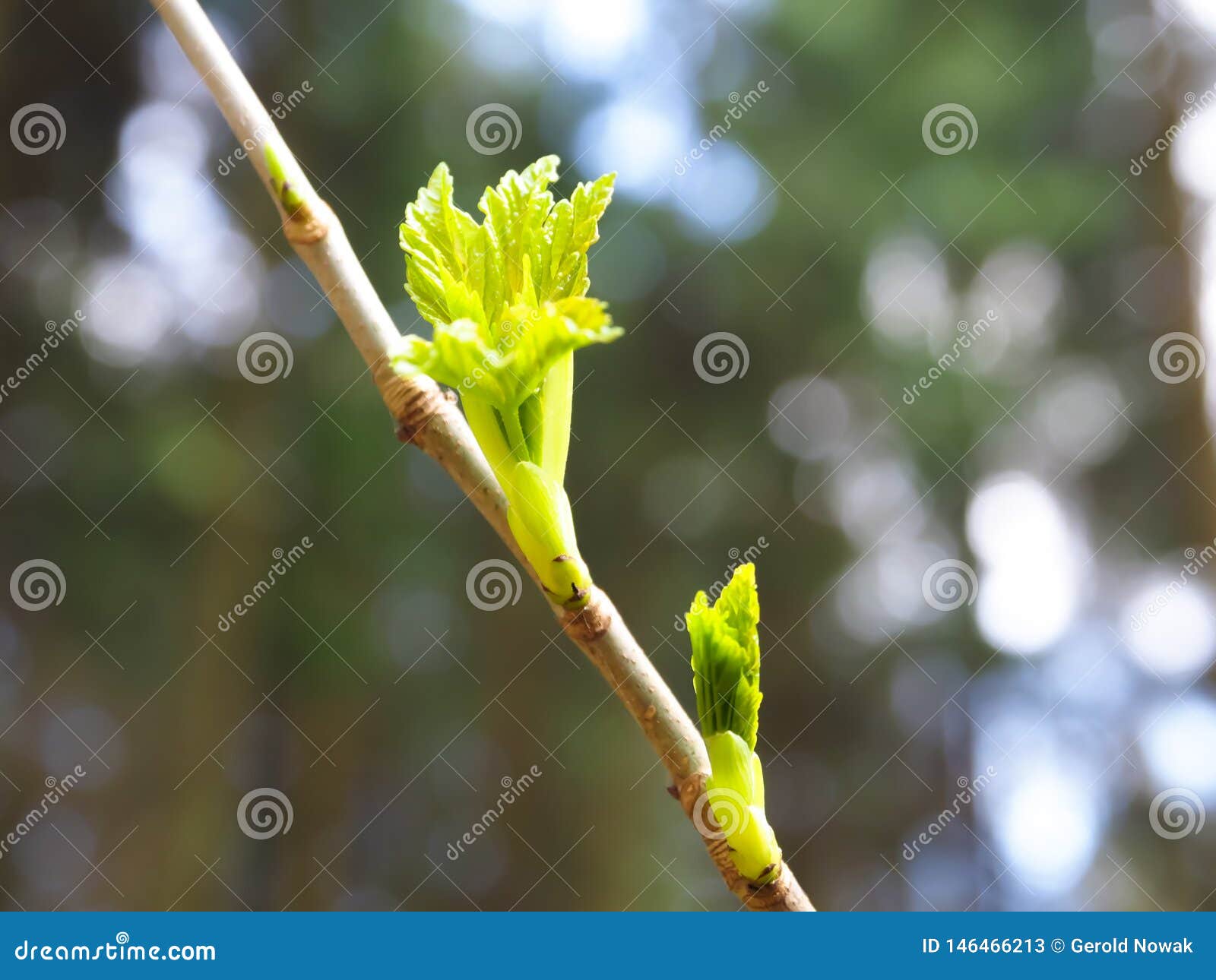 First buds in the spring stock image. Image of plant - 146466213