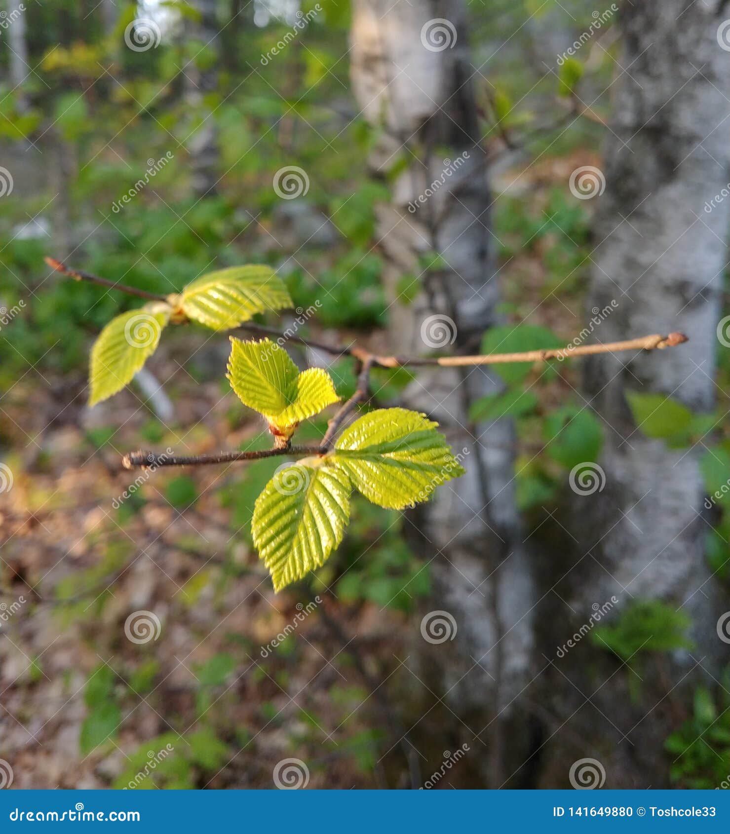 The first buds of spring stock photo. Image of leaf - 141649880