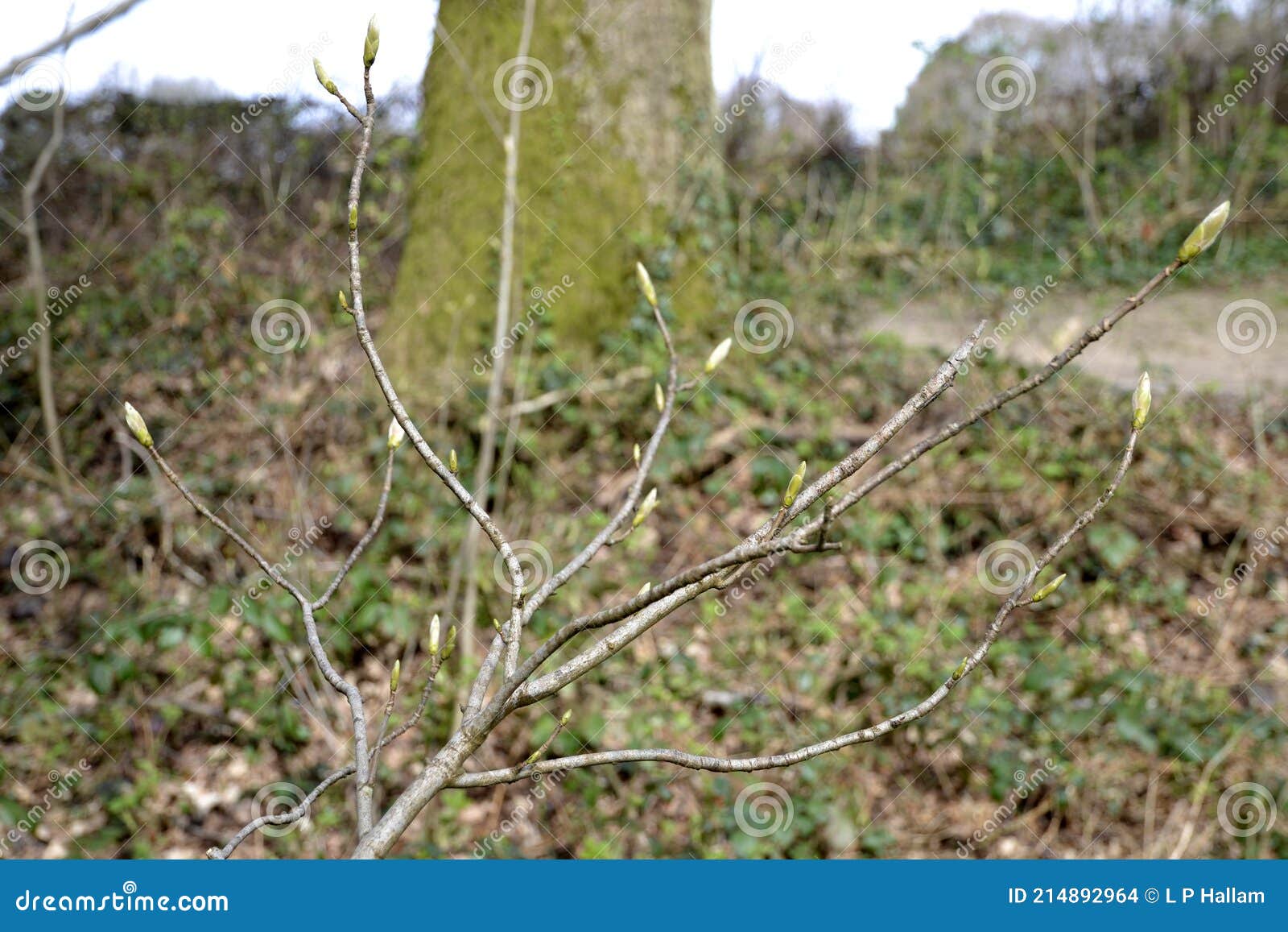 First buds of spring stock photo. Image of buds, woodland - 214892964