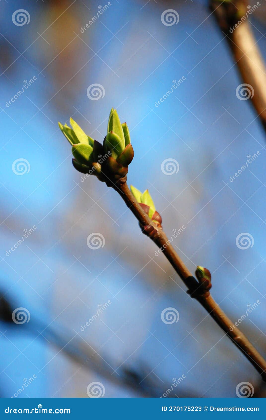 First buds stock image. Image of awakening, grow, brunch - 270175223