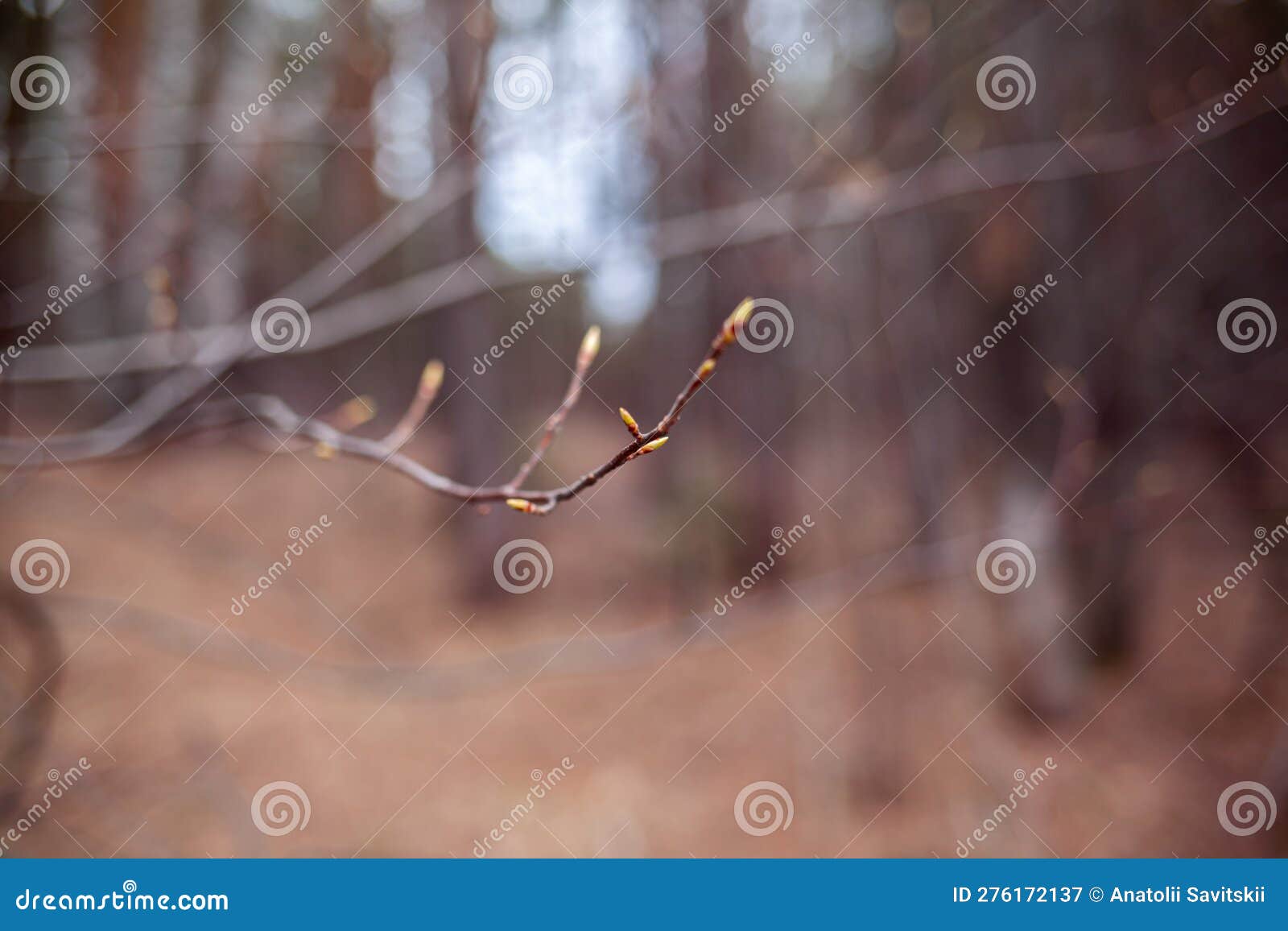 The First Buds on a Tree Branch in Spring. Stock Image - Image of plant ...