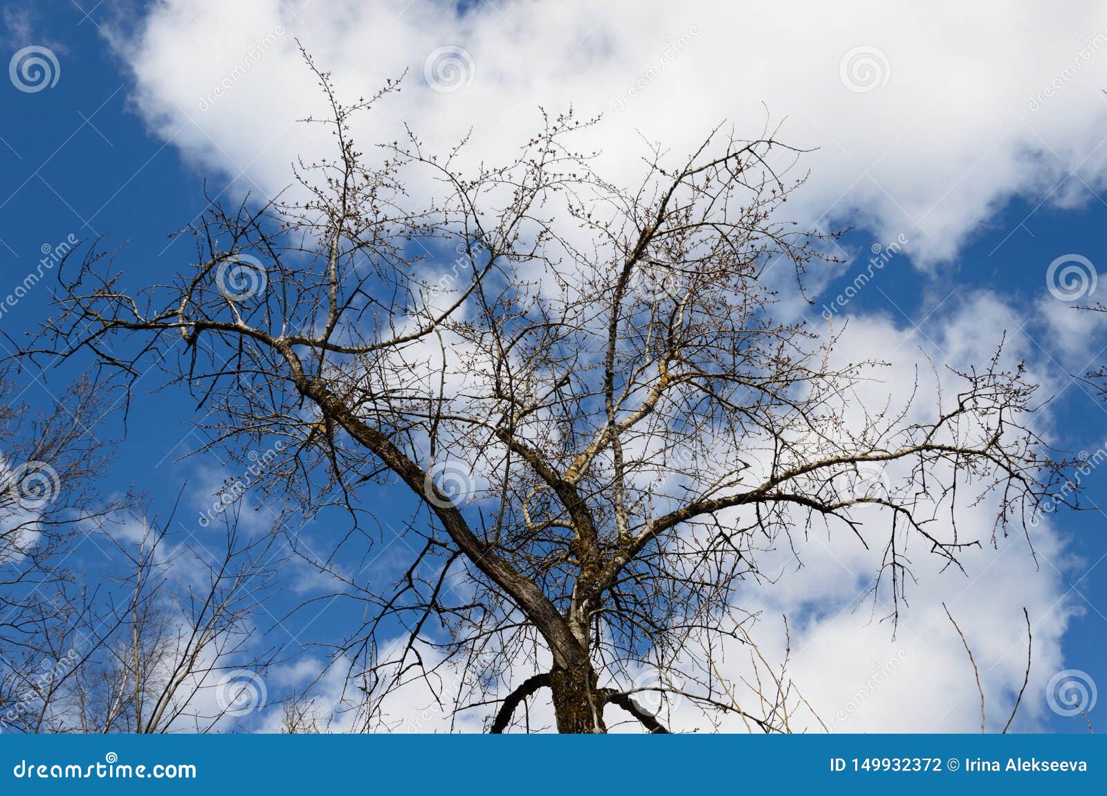First Buds on a Tree in Early Spring on a Background of Blue Sky with ...