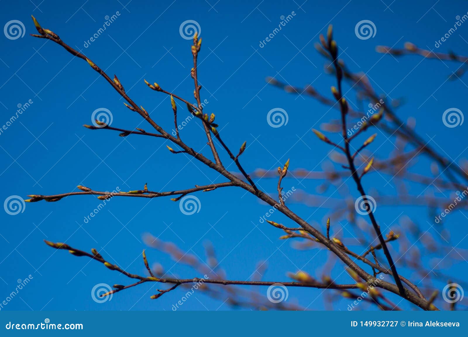 First Buds on a Tree in Early Spring on a Background of Blue Sky ...