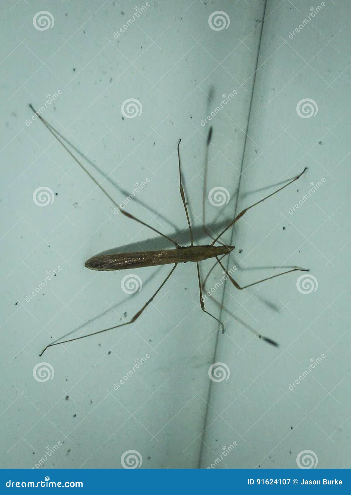 First bug of the spring. stock image. Image of sixlegs - 91624107