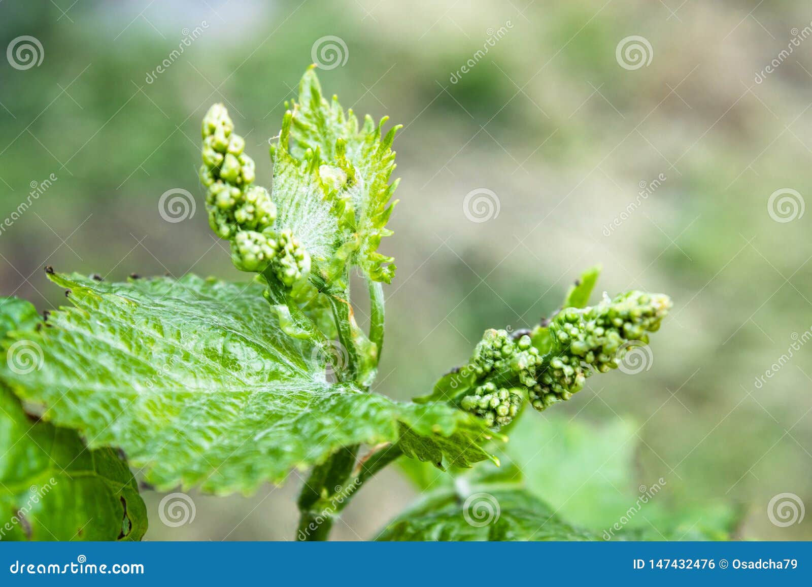 The First Bunches of Grape Flowers in Spring Stock Photo - Image of ...