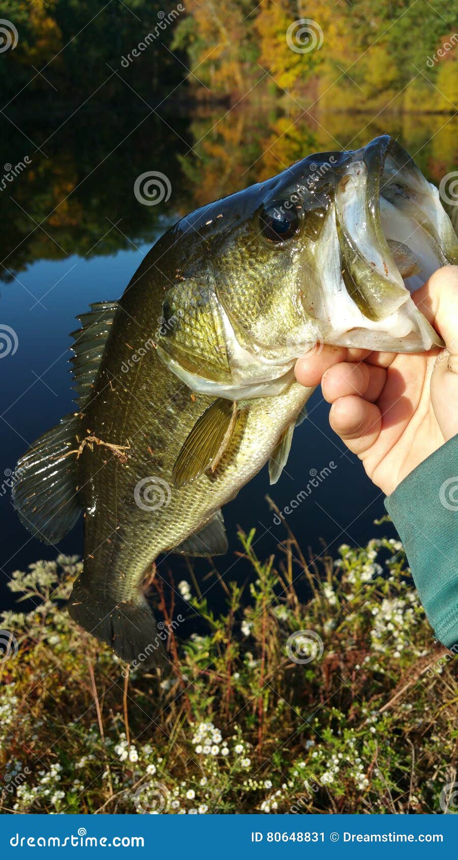 First catch if the day stock image. Image of catch, largemouth - 80648831