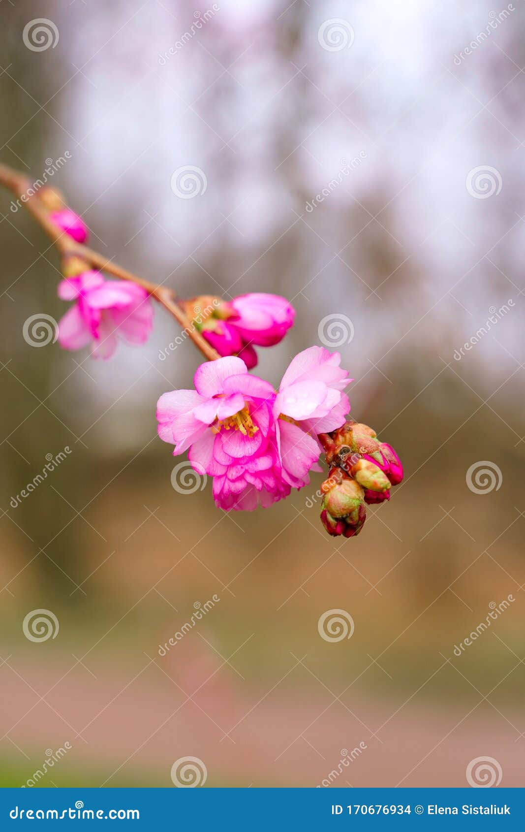 First Cherry Blossom in Spring Time Stock Photo - Image of blossom ...