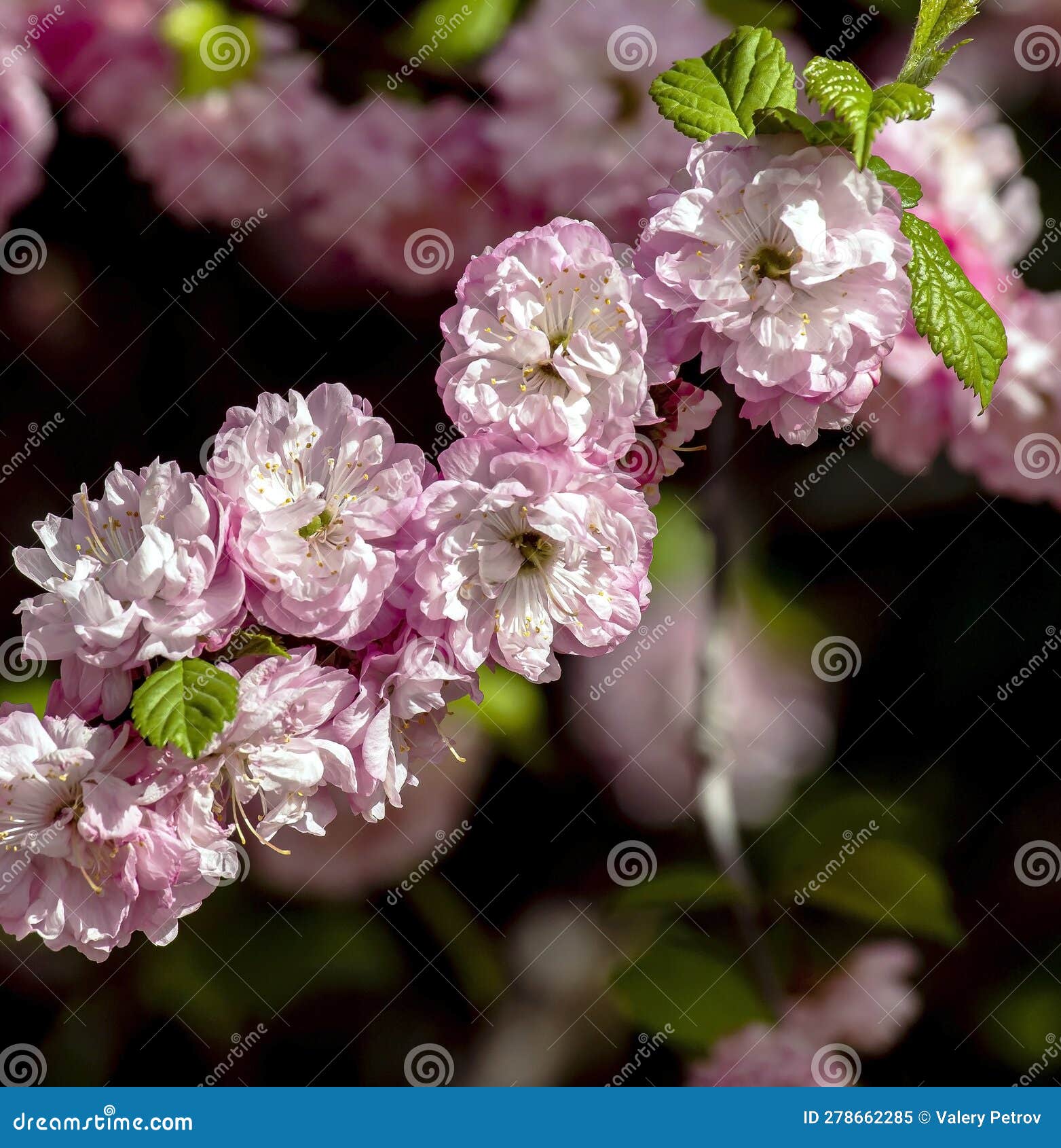 First Cherry Blossoms Bloomed in the Garden Stock Image - Image of ...