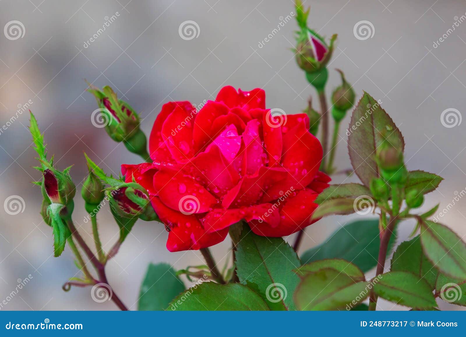 The First Cherry Red Rose Bloom of the Season Stock Image - Image of ...