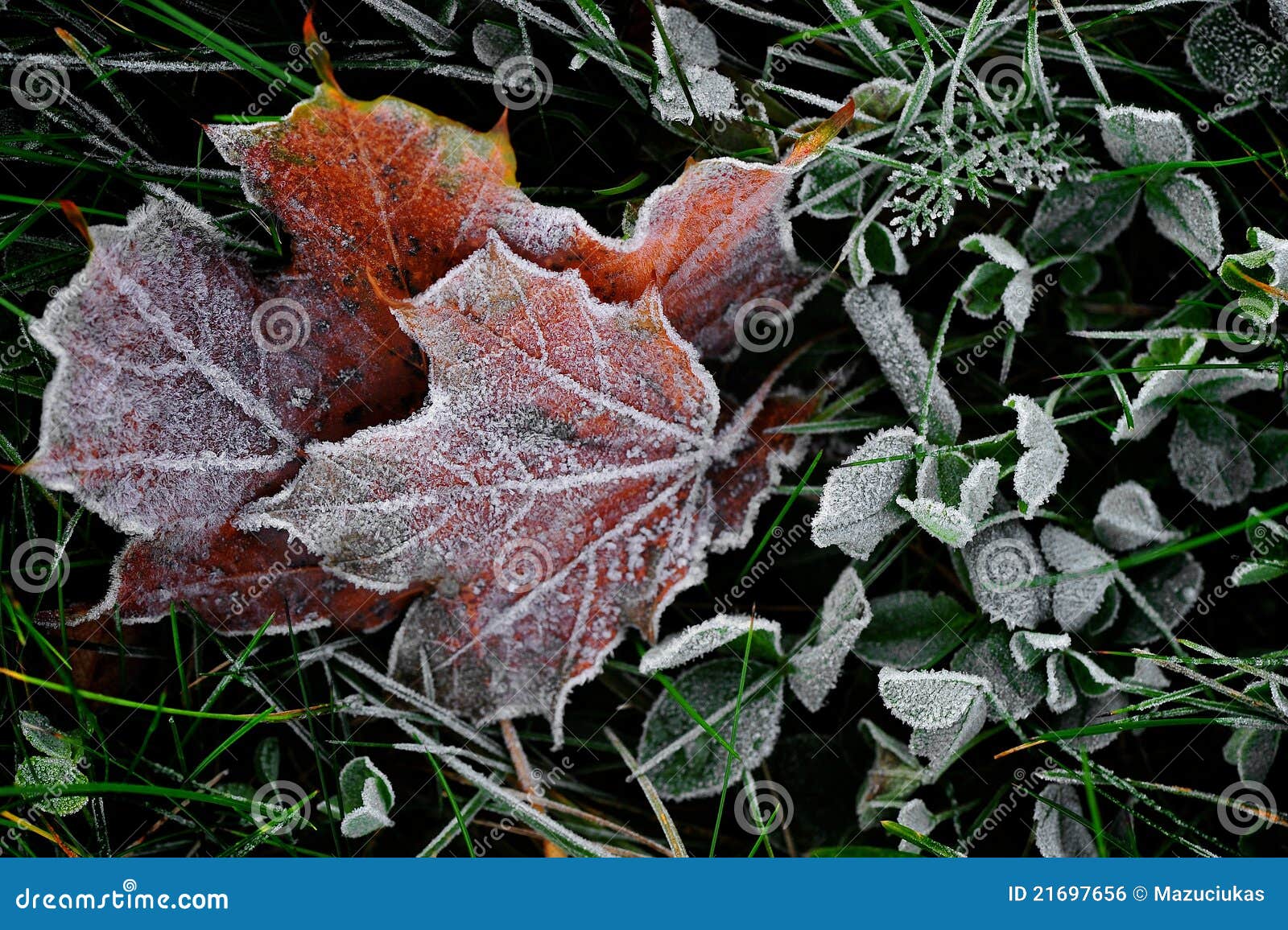 First cold on leaves stock photo. Image of colors, green - 21697656