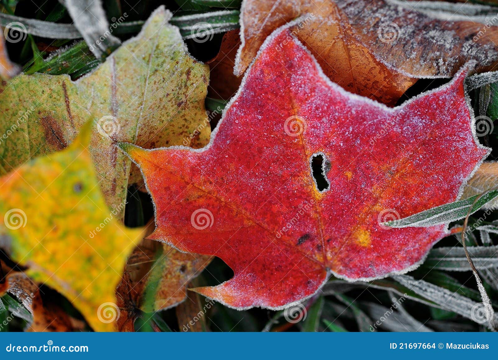 First cold on leaves stock photo. Image of green, macro - 21697664