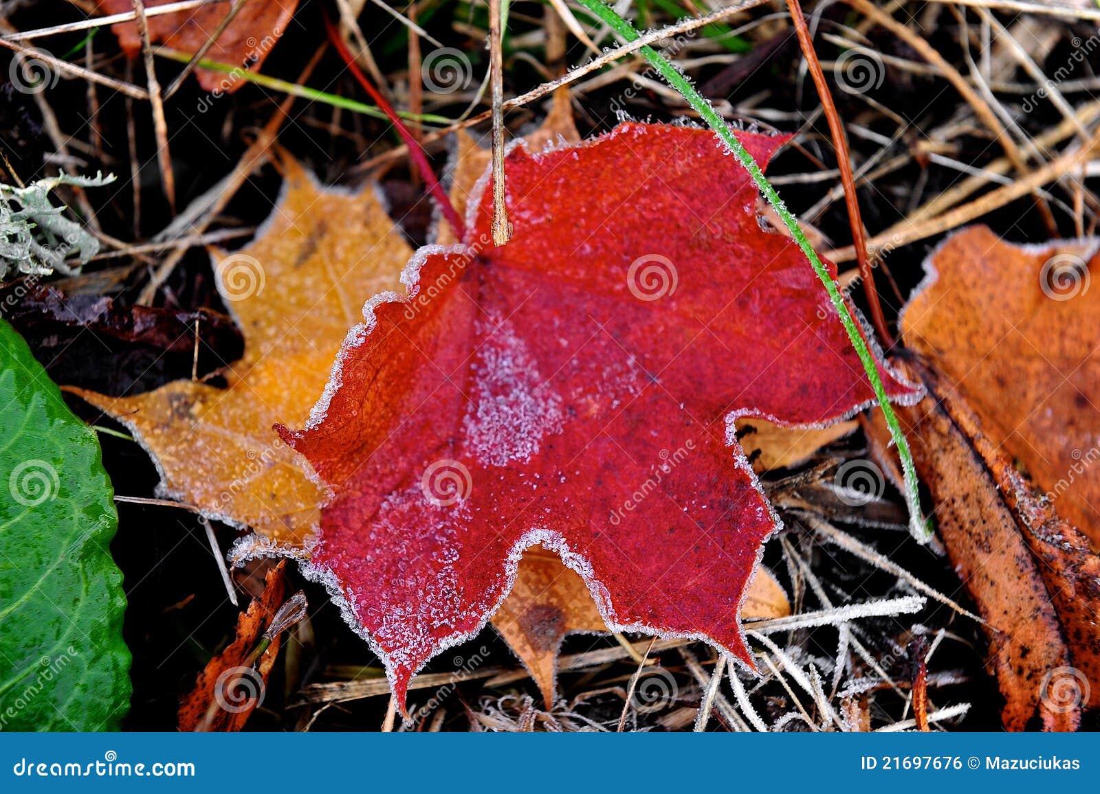 First cold on leaves stock photo. Image of nature, green - 21697676
