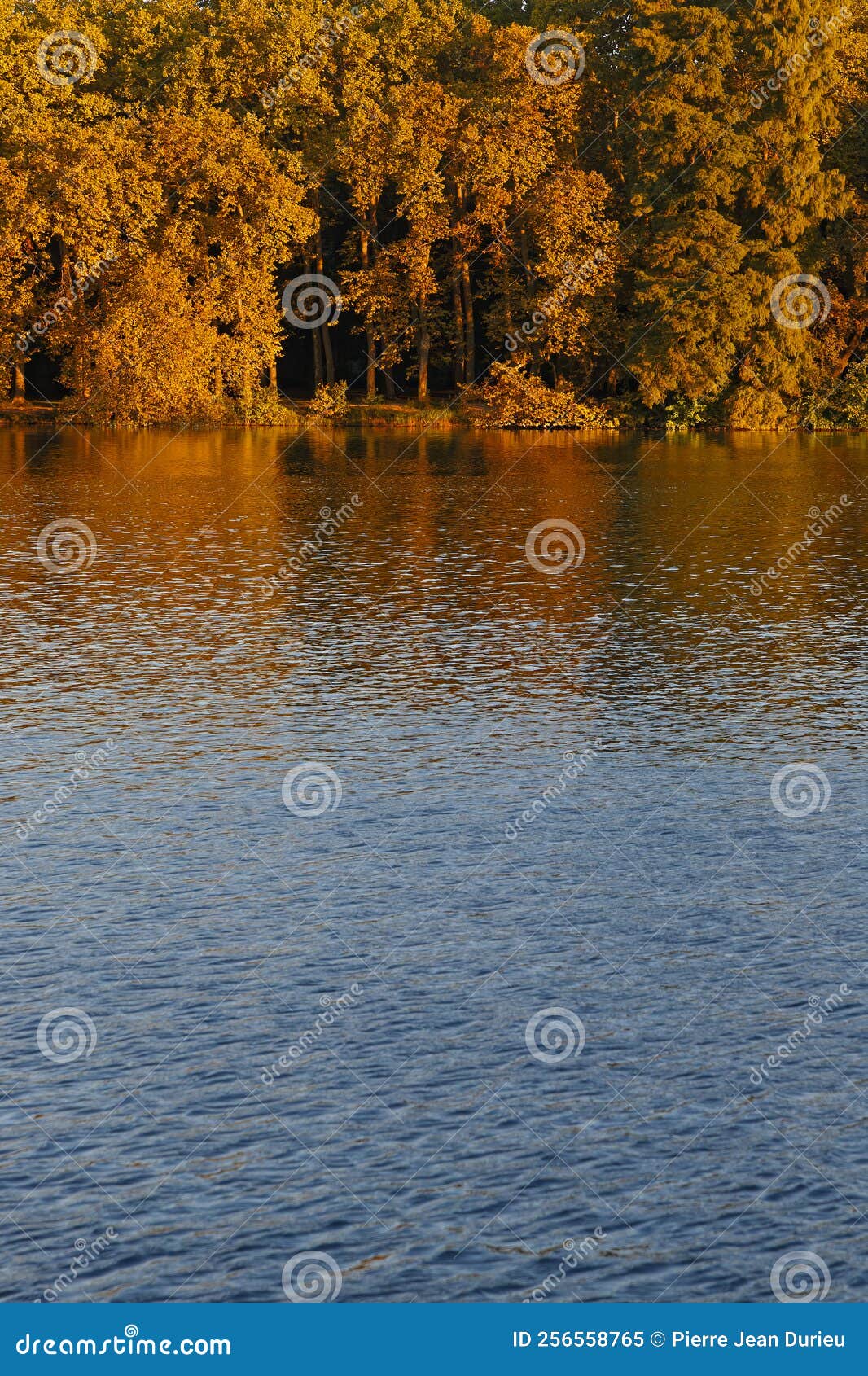 First Colors of Fall on Trees and Lake of Parc De La Tete D`or Stock ...