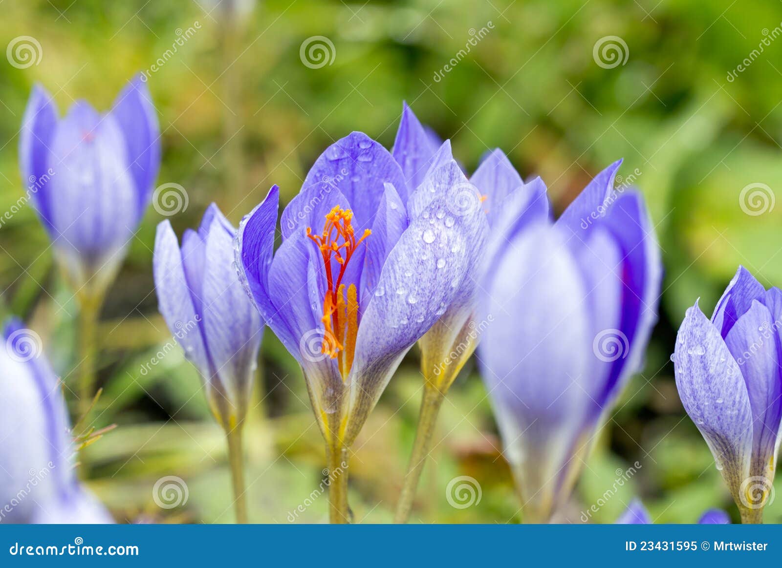 First crocus stock image. Image of stem, blossom, growth - 23431595