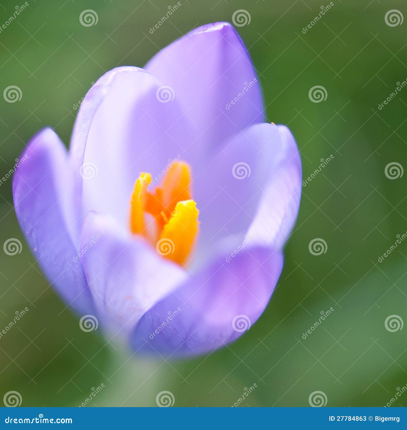 The First Crocus stock image. Image of close, pistil - 27784863