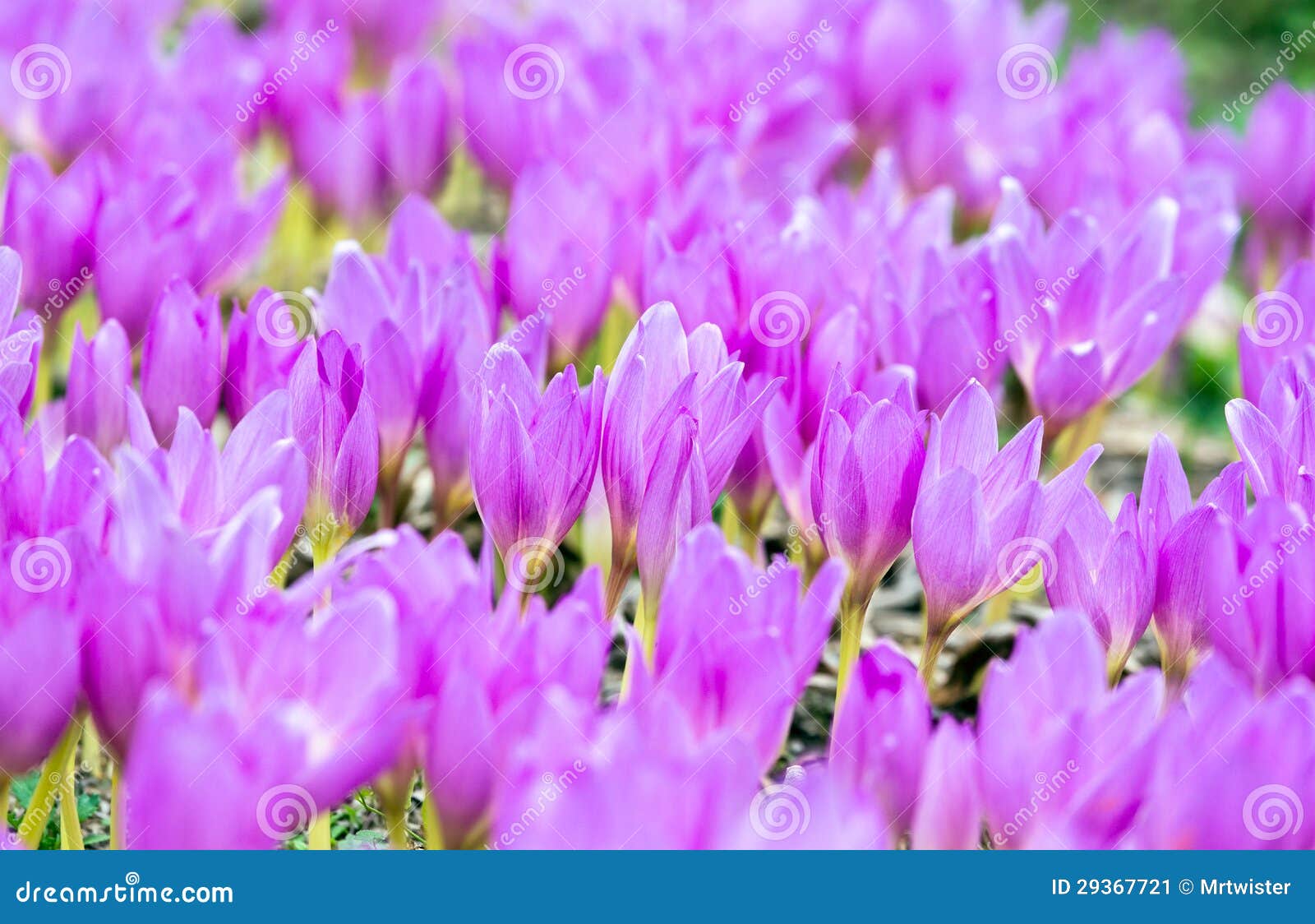 First crocus stock image. Image of botany, ornamental - 29367721