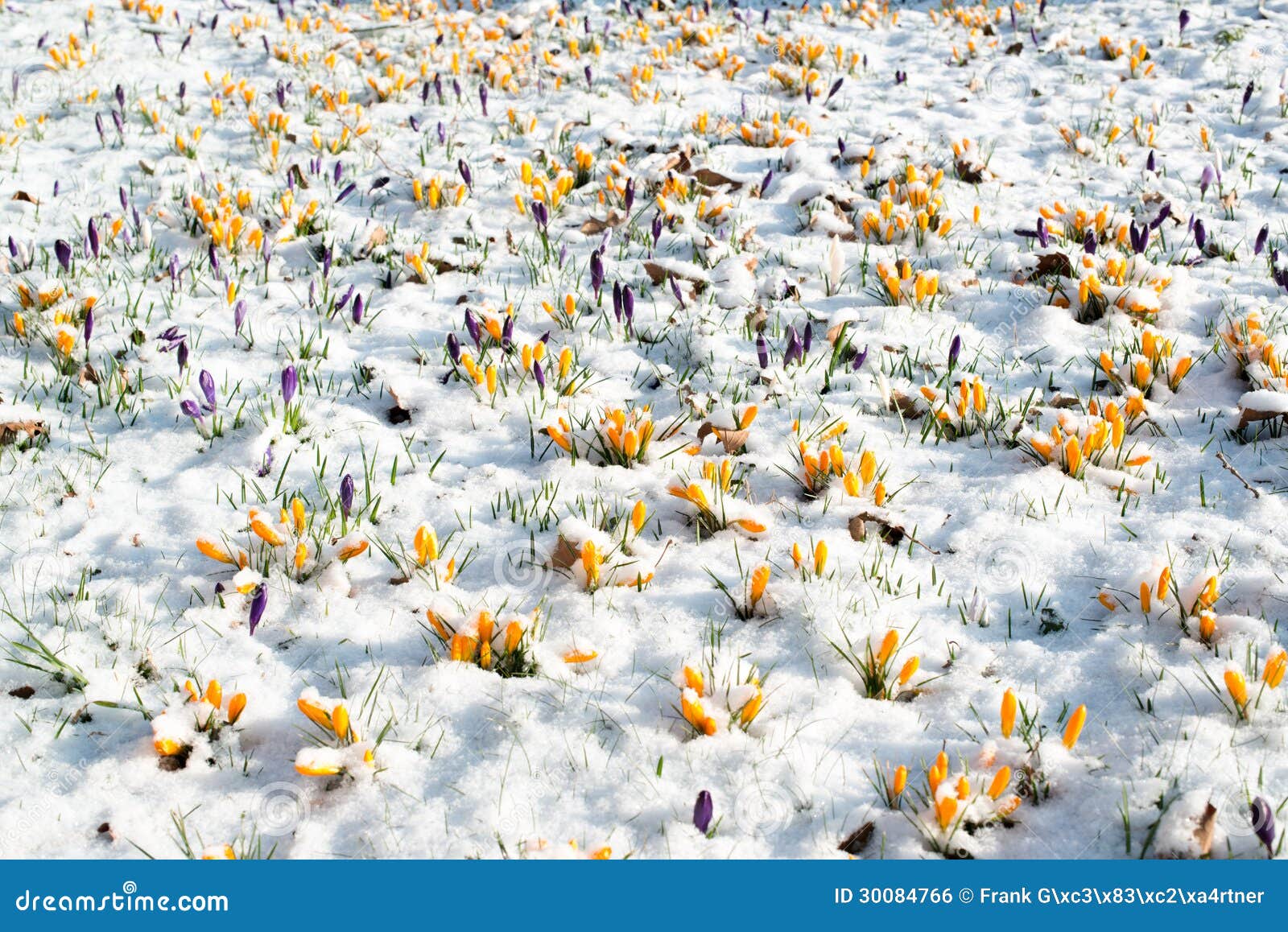Crocus flowers in snow stock photo. Image of blooming - 30084766