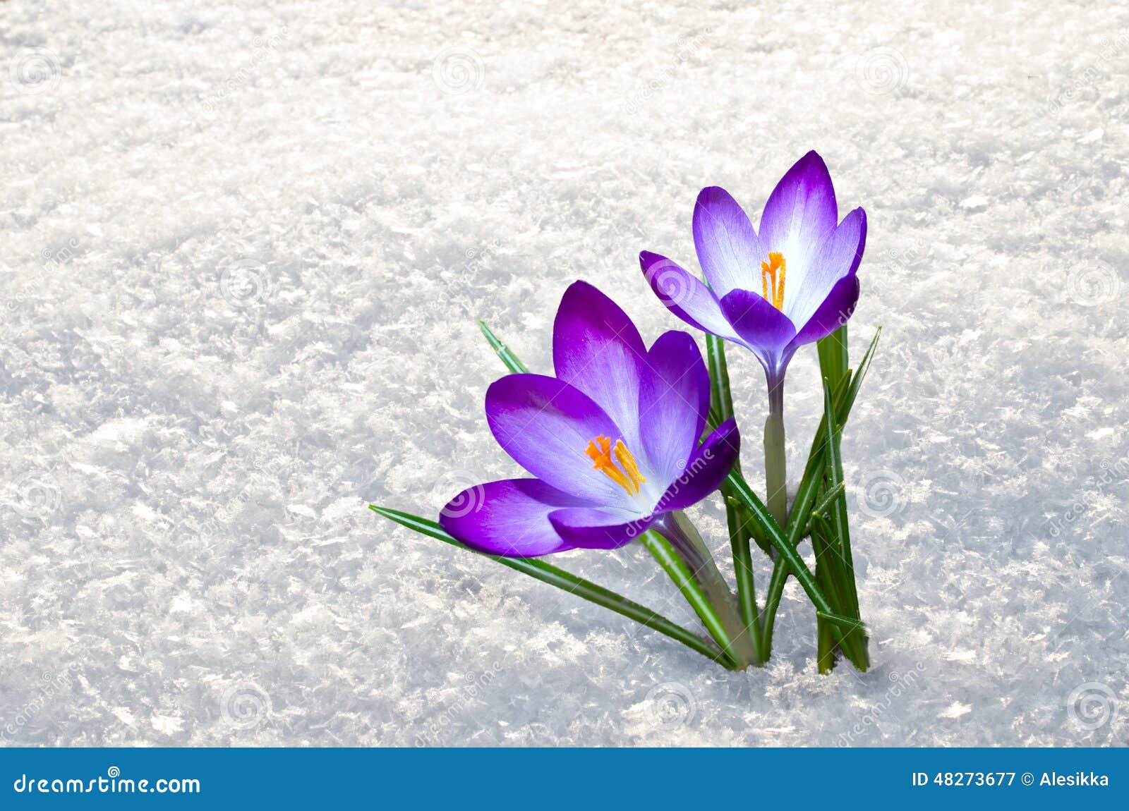 First crocus flowers stock image. Image of park, flower - 48273677