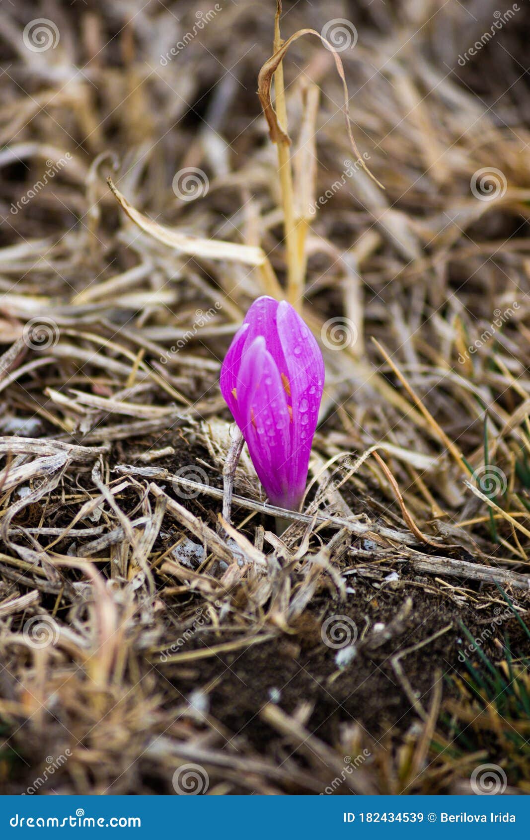 The first crocus flowers stock image. Image of spring - 182434539
