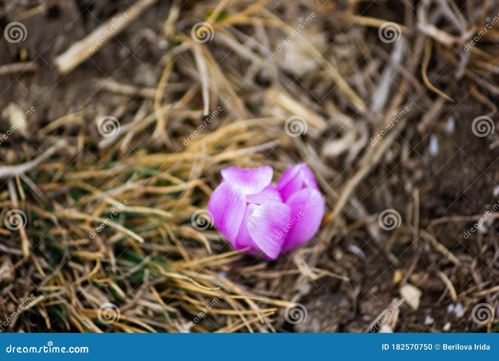 The First Crocus Flowers in the Snow Stock Photo - Image of flowers ...