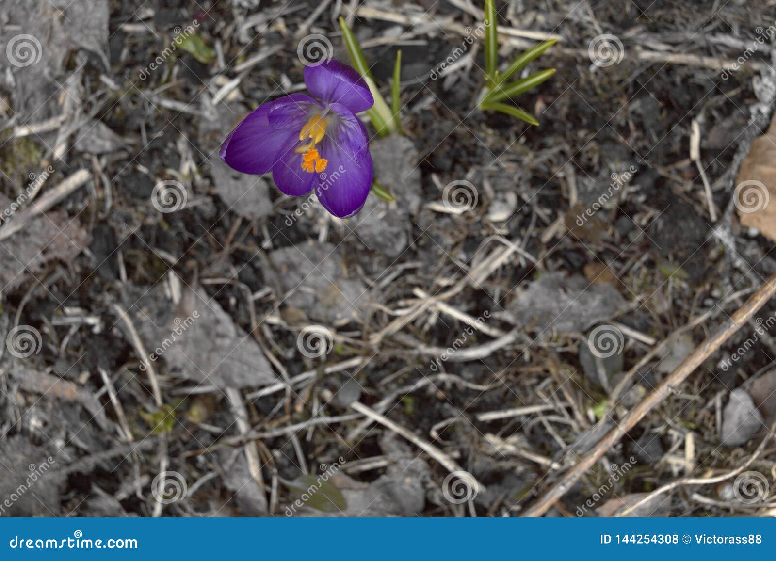 First crocus growing stock photo. Image of bloom, botanical - 144254308