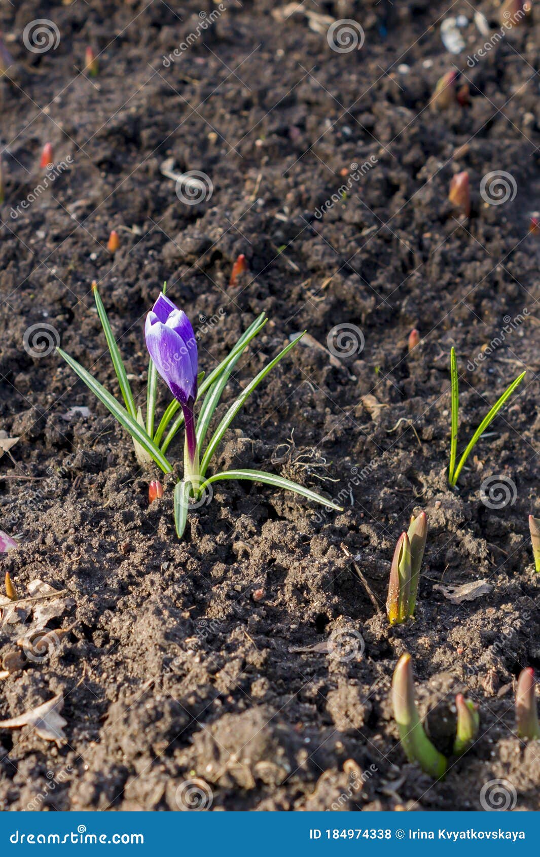 First crocus in the spring stock photo. Image of plant - 184974338
