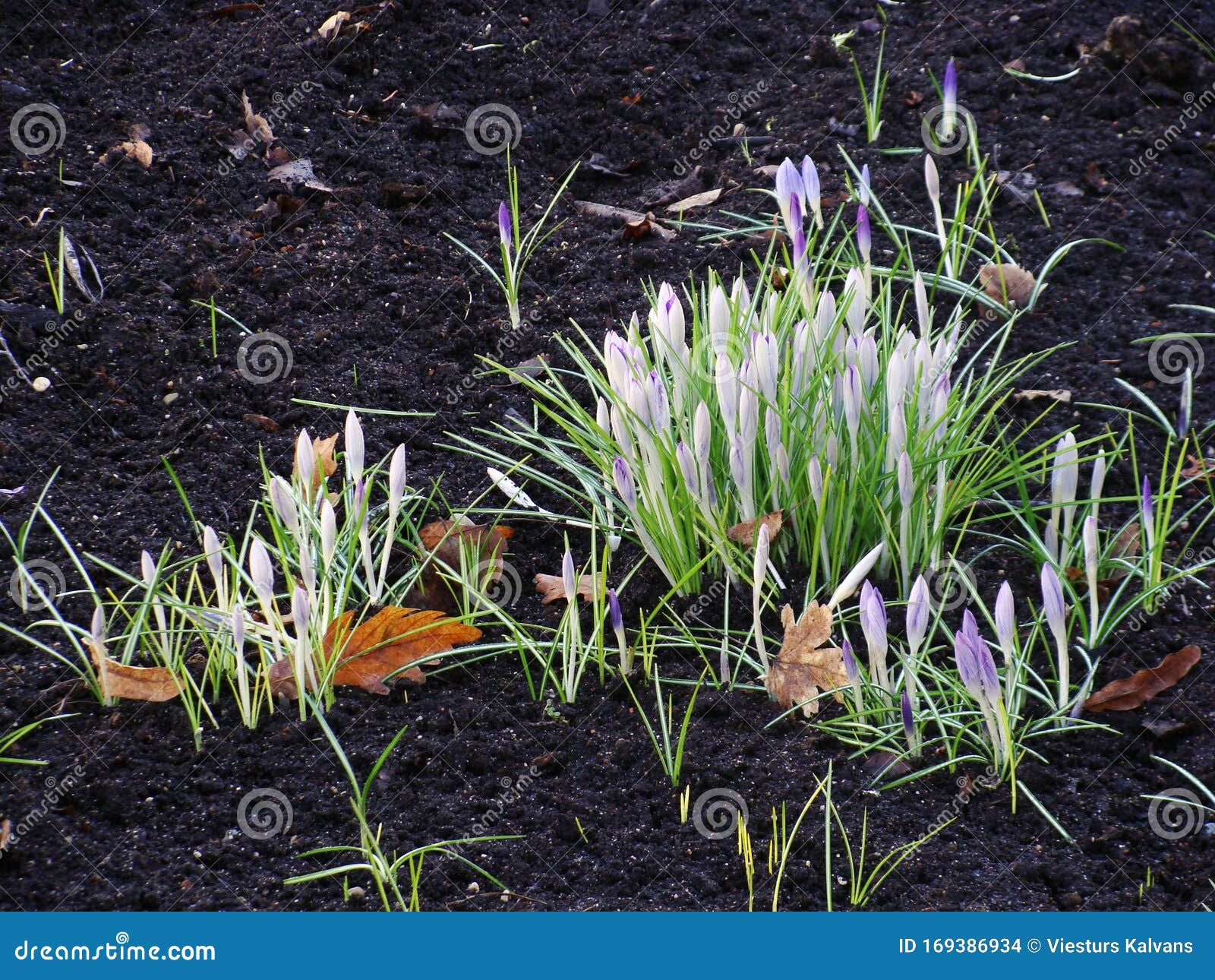 First crocuses stock photo. Image of spring, grow, soil - 169386934