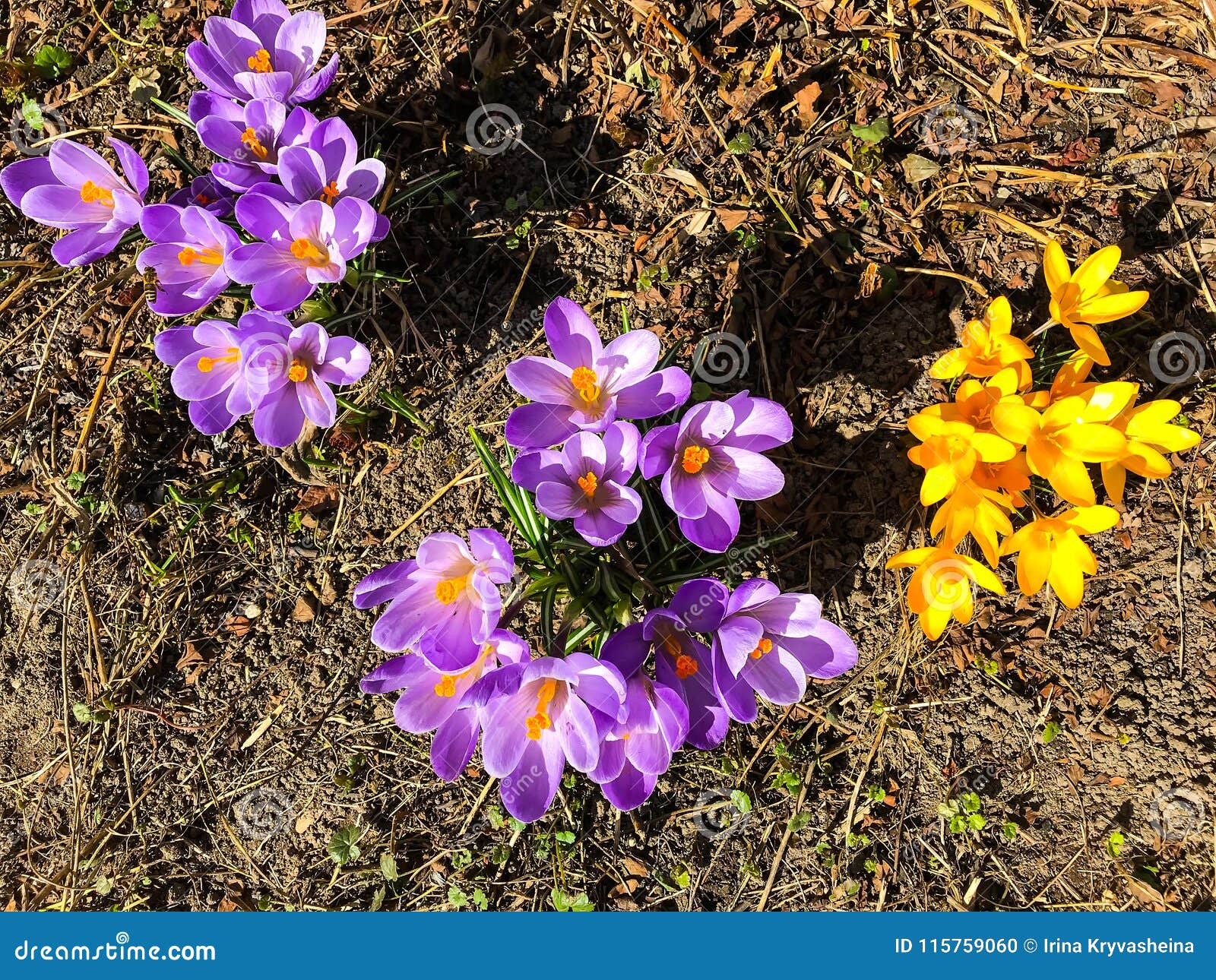 First Crocuses in Early Spring Growing from Earth Stock Photo - Image ...