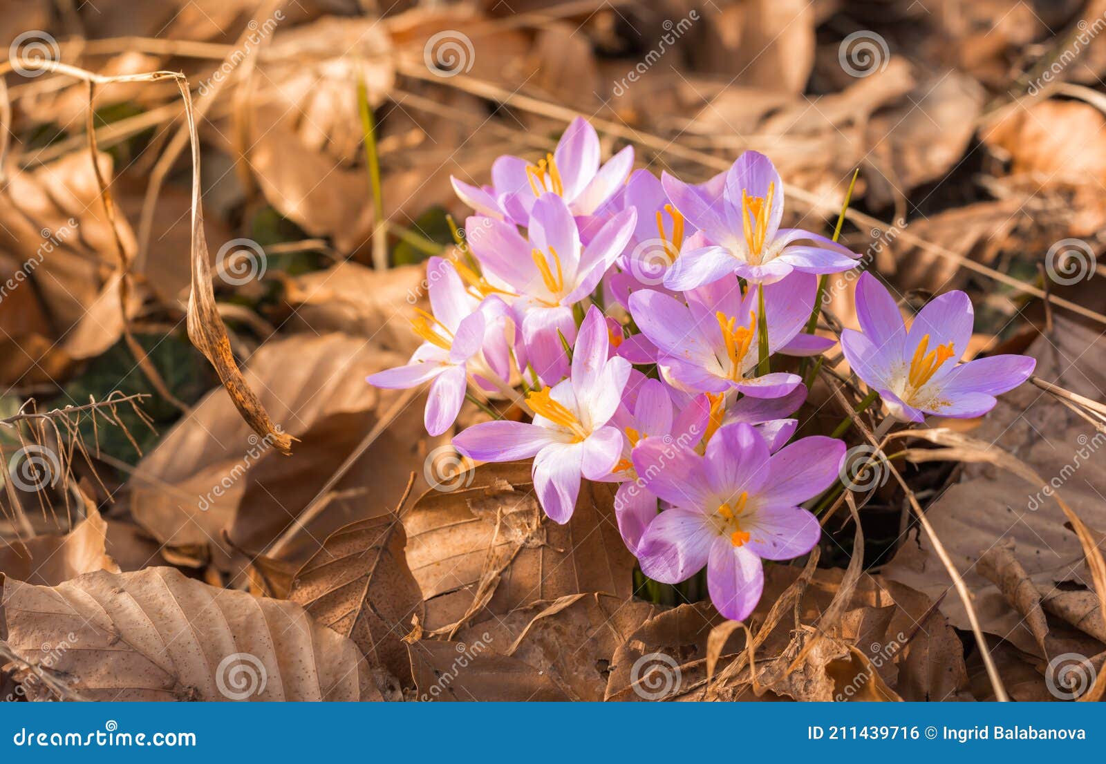 First Crocuses in Foliage in Forest. Stock Photo - Image of crocuses ...
