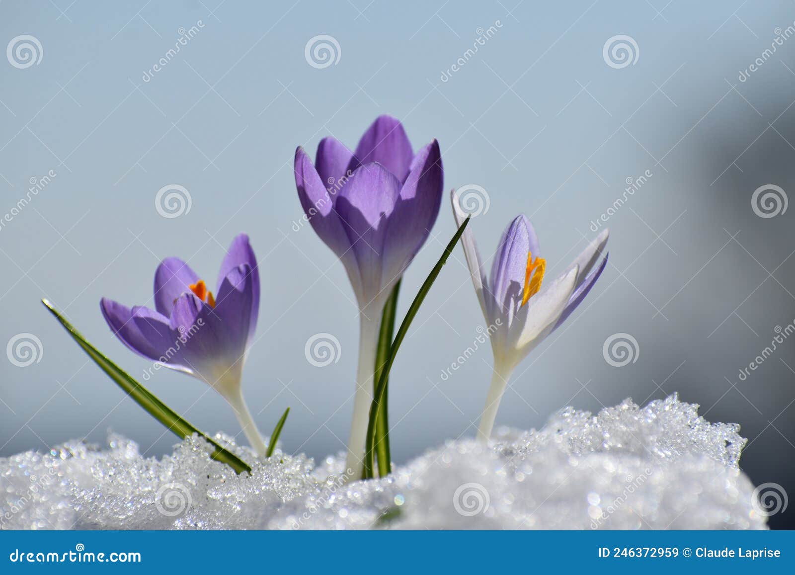 The First Crocuses in Spring Stock Image - Image of spring, blue: 246372959