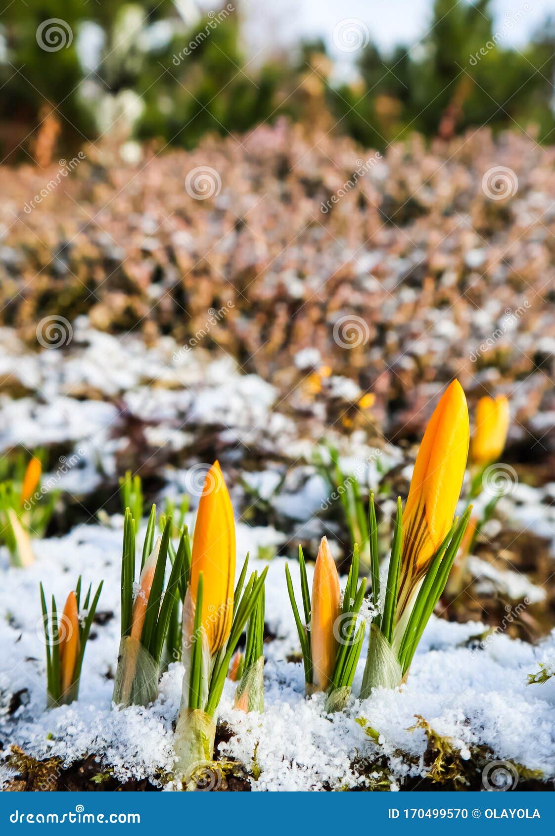 The First Crocuses from Under the Snow in the Spring Garden Stock Photo ...