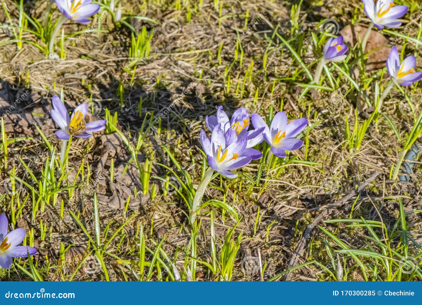The First Crocuses a Year that Break through the Dry Soil Stock Image ...