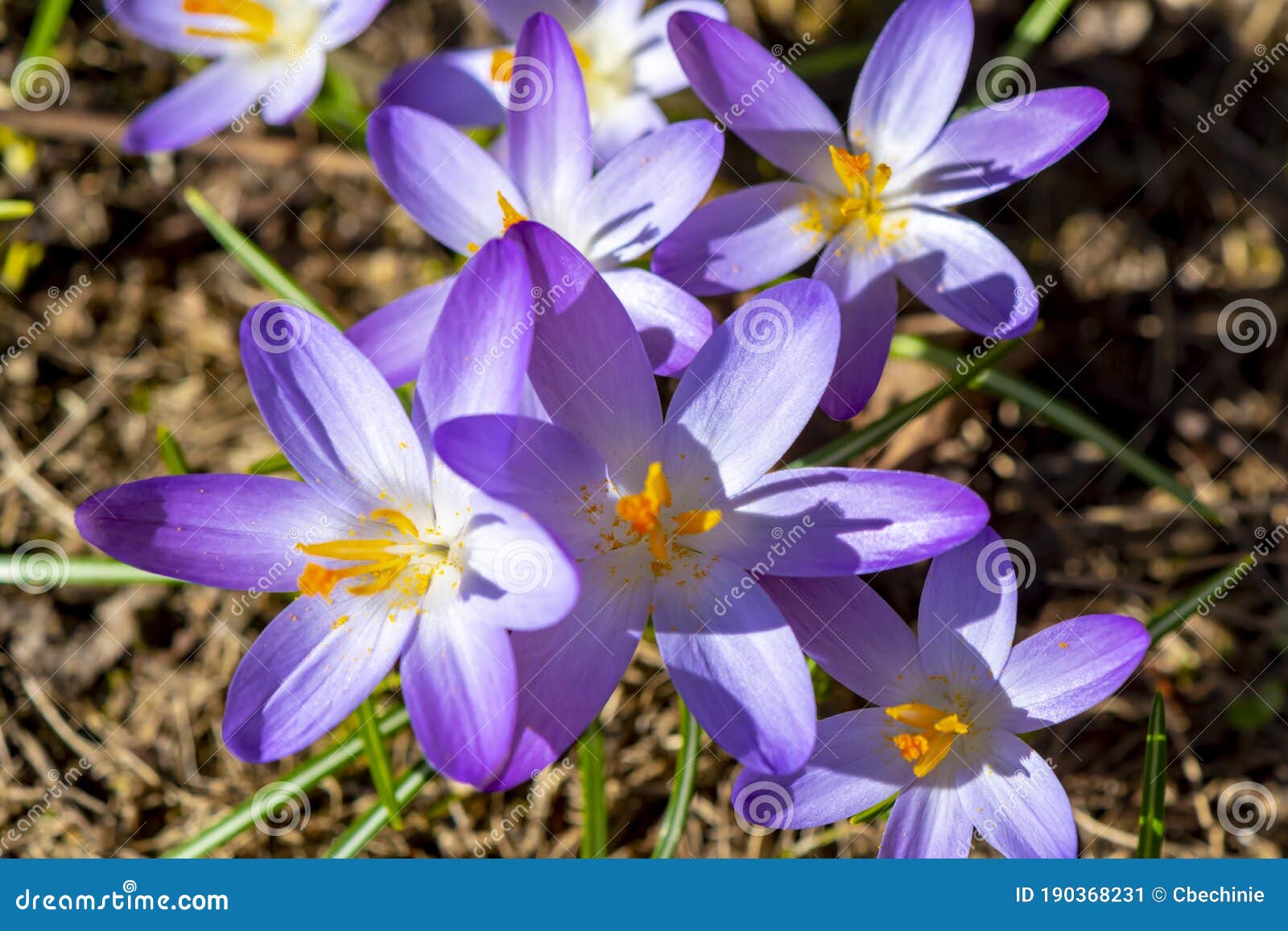 First Crocuses a Year that Break through the Dry Soil and Whose Flowers ...