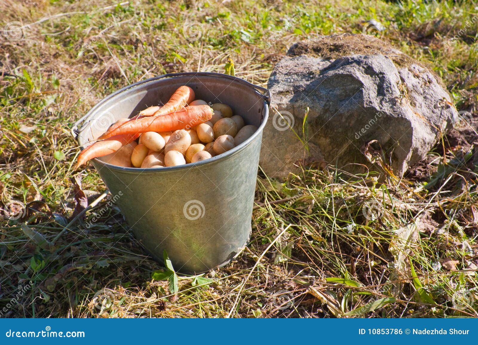First crop stock photo. Image of vitamine, harvesting - 10853786