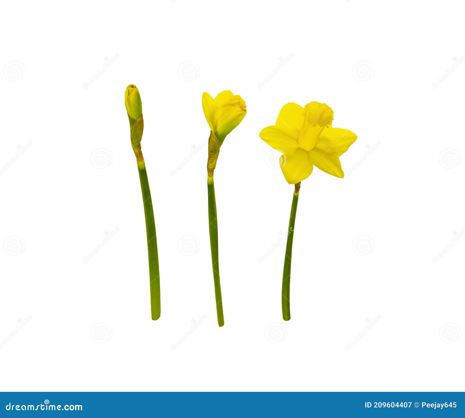 First Daffodils of spring stock image. Image of yellow - 209604407