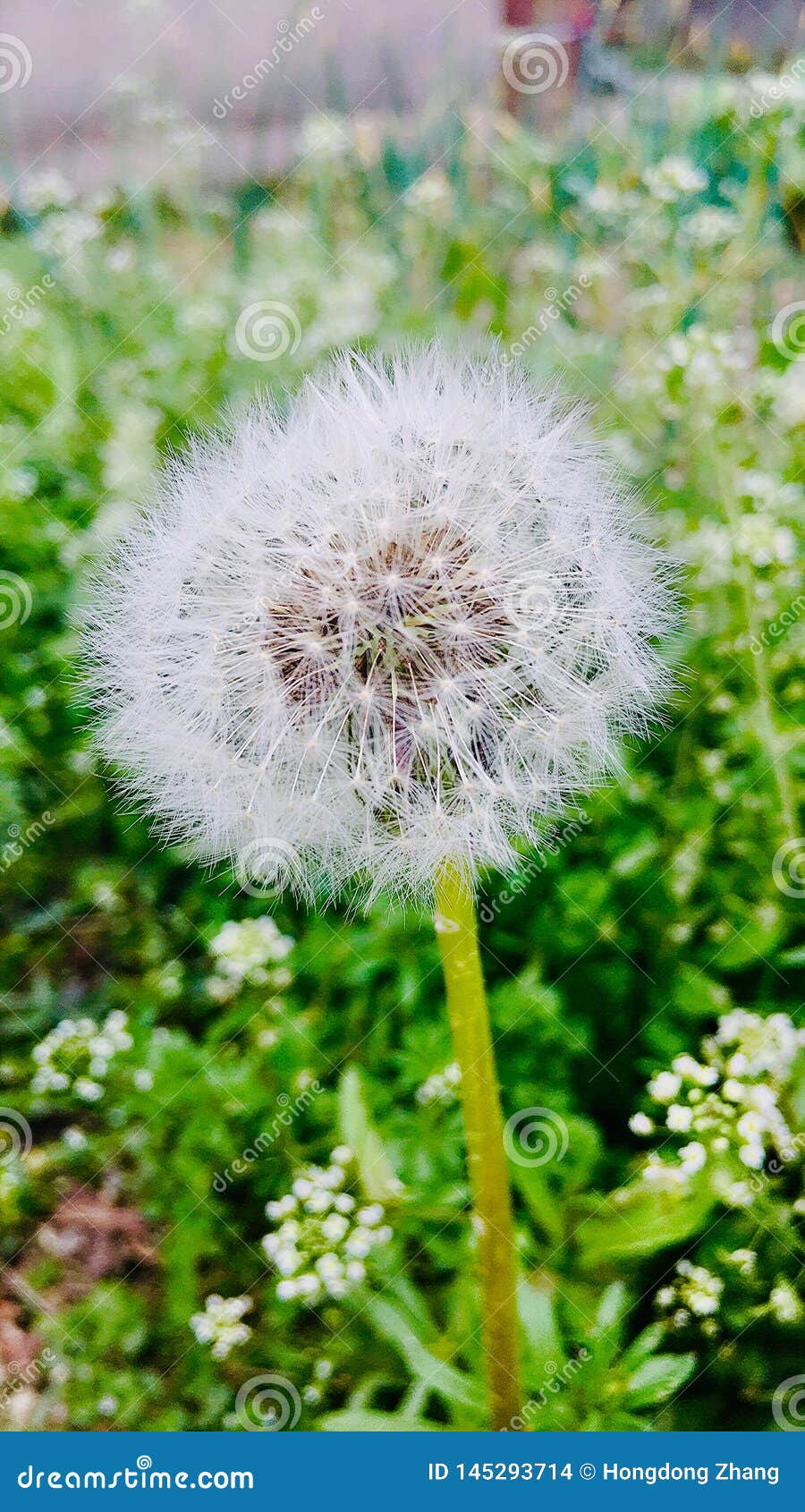 The First Dandelion in Early Spring Stock Photo - Image of complete, early: 145293714