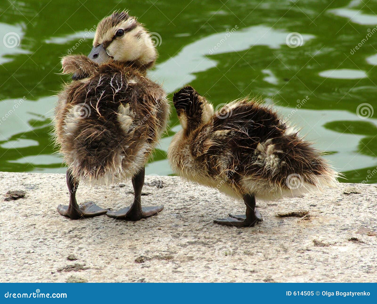 First Date stock image. Image of bird, siblings, relationship - 614505
