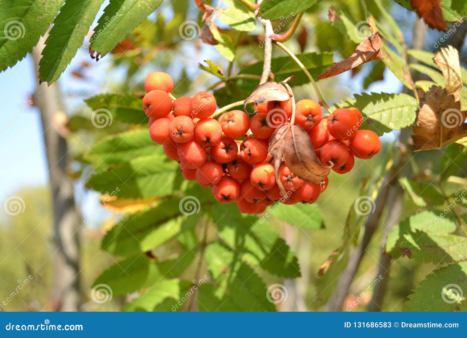 First day of autumn . stock image. Image of foliage - 131686583