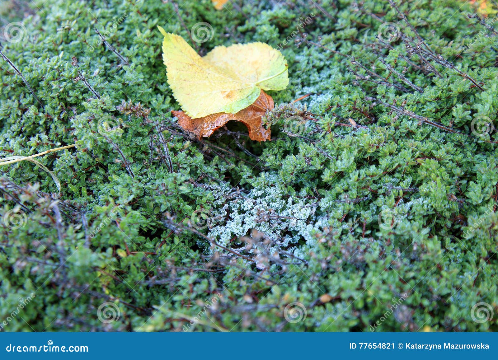 First Day of Fall and the First Frost. Stock Image - Image of field ...