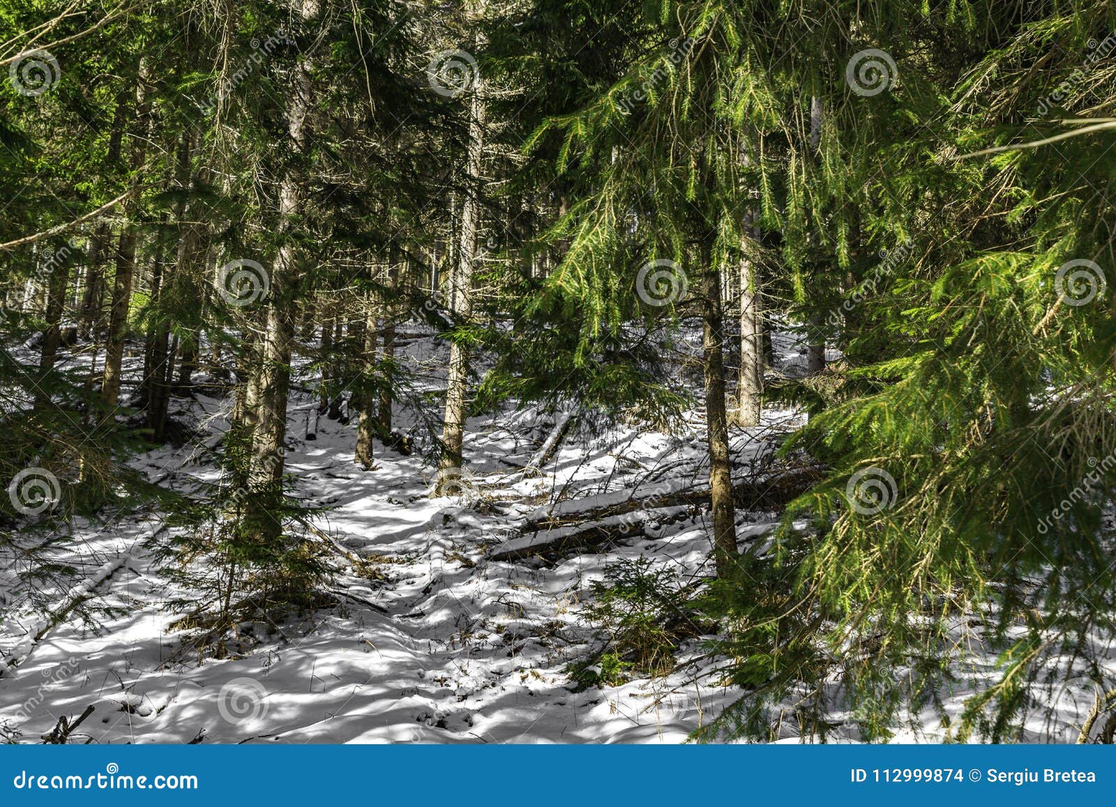 Deep Inside a Raw Untouched Forest Stock Photo - Image of beauty ...