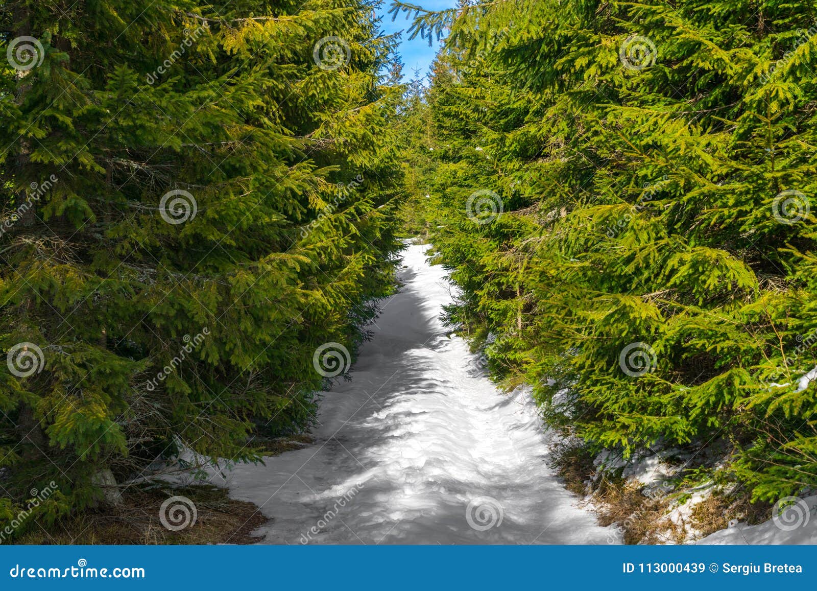 Deep Inside a Raw Untouched Forest a Pathway Stock Image - Image of ...
